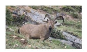 Himalayan Ibex | IASbaba