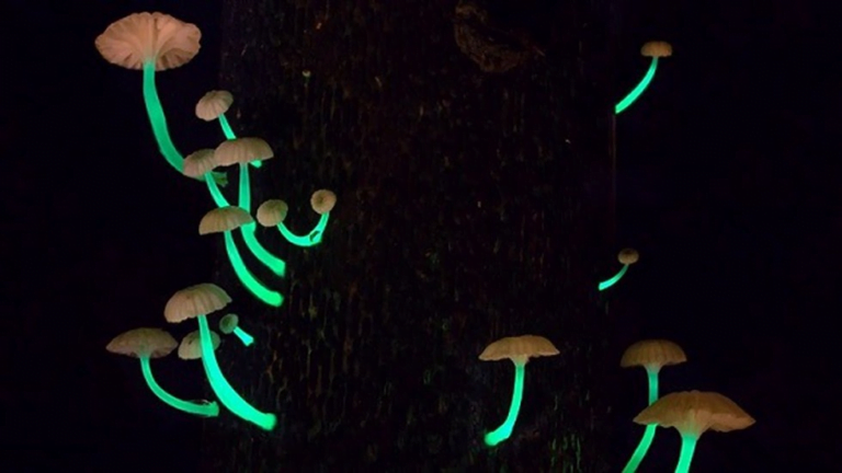 Roridomyces Phyllostachydis: Bioluminescent variety of mushroom | IASbaba