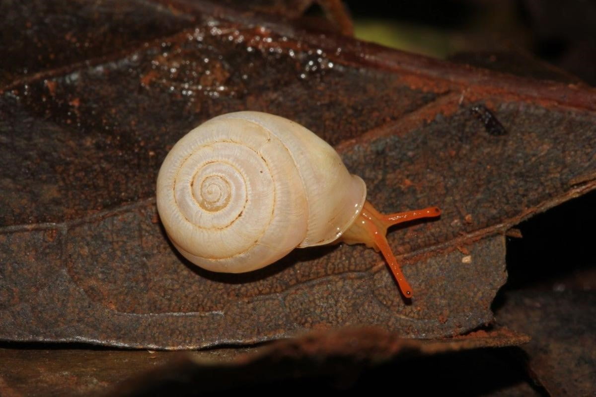 Haploptychius sahyadriensis | IASbaba