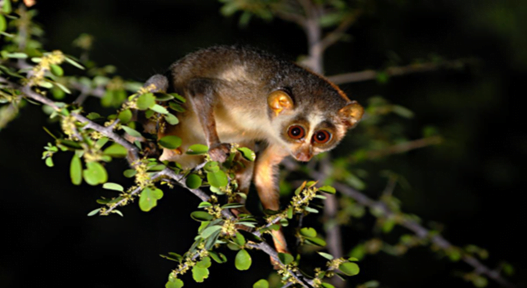 Kadavur Slender Loris sanctuary | IASbaba