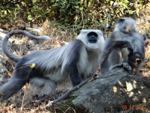 Himalayan Grey Langur | IASbaba