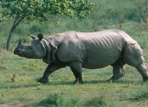 Rhinos | IASbaba