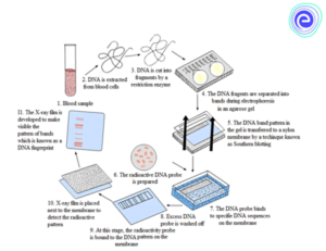 DNA fingerprinting | IASbaba