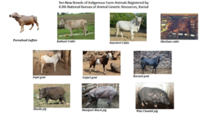 New Breeds of Indian Council of Agricultural Research (ICAR)-National ...