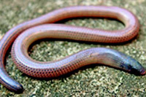 DAILY CURRENT AFFAIRS IAS | UPSC Prelims and Mains Exam – 24th May 2023 ...